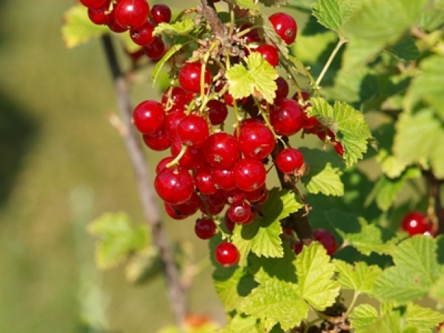 Johannisbeere Jonkher van Tets rot Johannisbeere 'Jonkher van Tets' CAC ...
