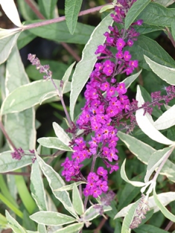 Buddleja davidii 'Harlequin' Buntlaubiger Sommerflieder ...