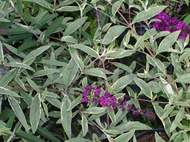 Buddleja davidii 'Harlequin' Buntlaubiger Sommerflieder ...