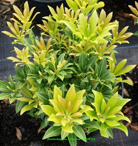 Pieris japonica 'Purity' Schattenglöckchen Purity Pieris japonica ...